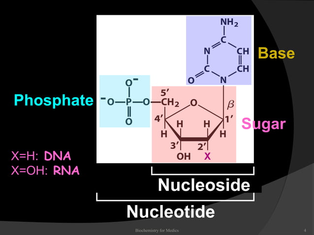 DNA structure, Functions and properties | PPT | Biological Sciences ...