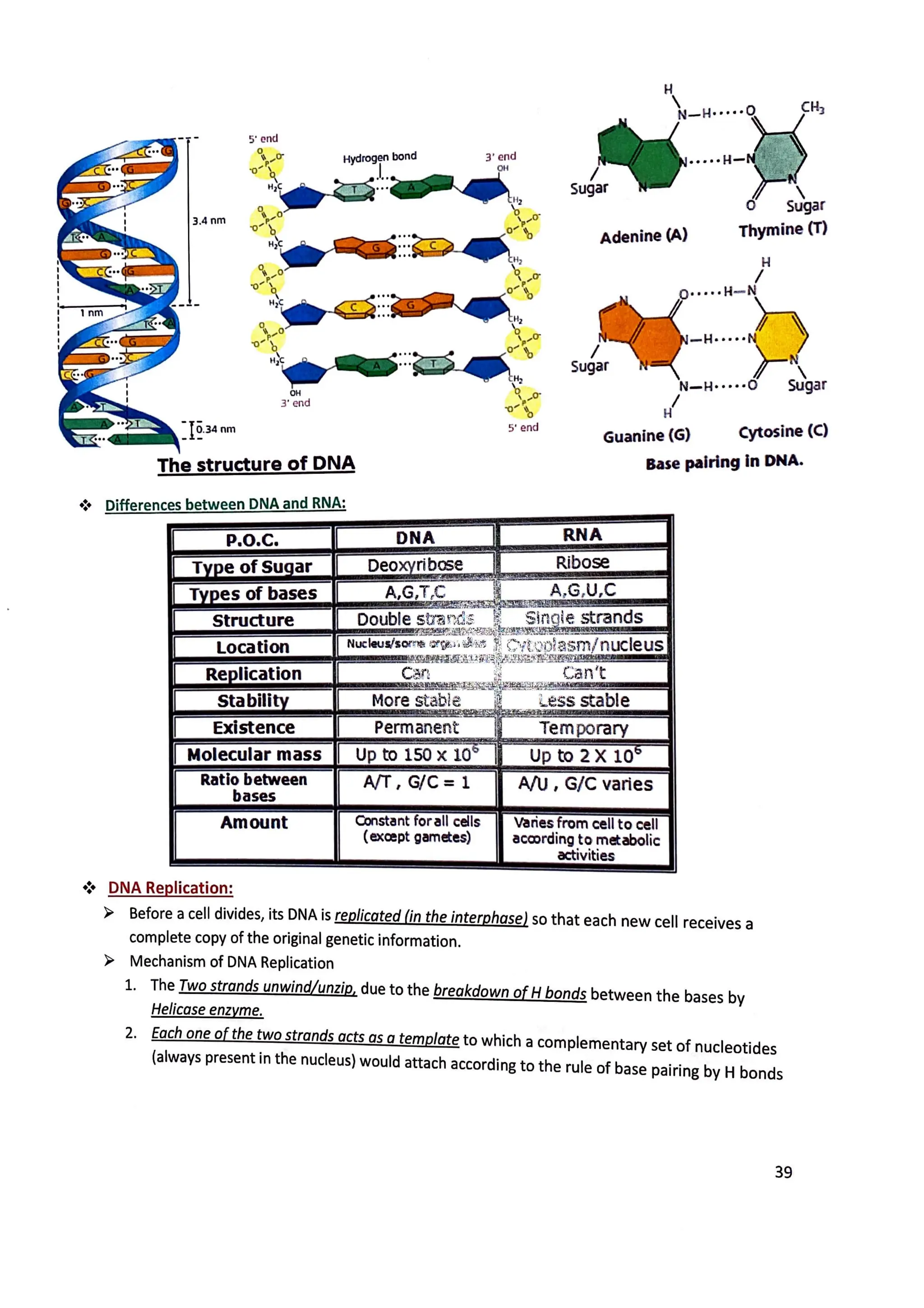 DNA structure and protein synthesis .pdf