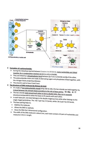 DNA structure and protein synthesis .pdf