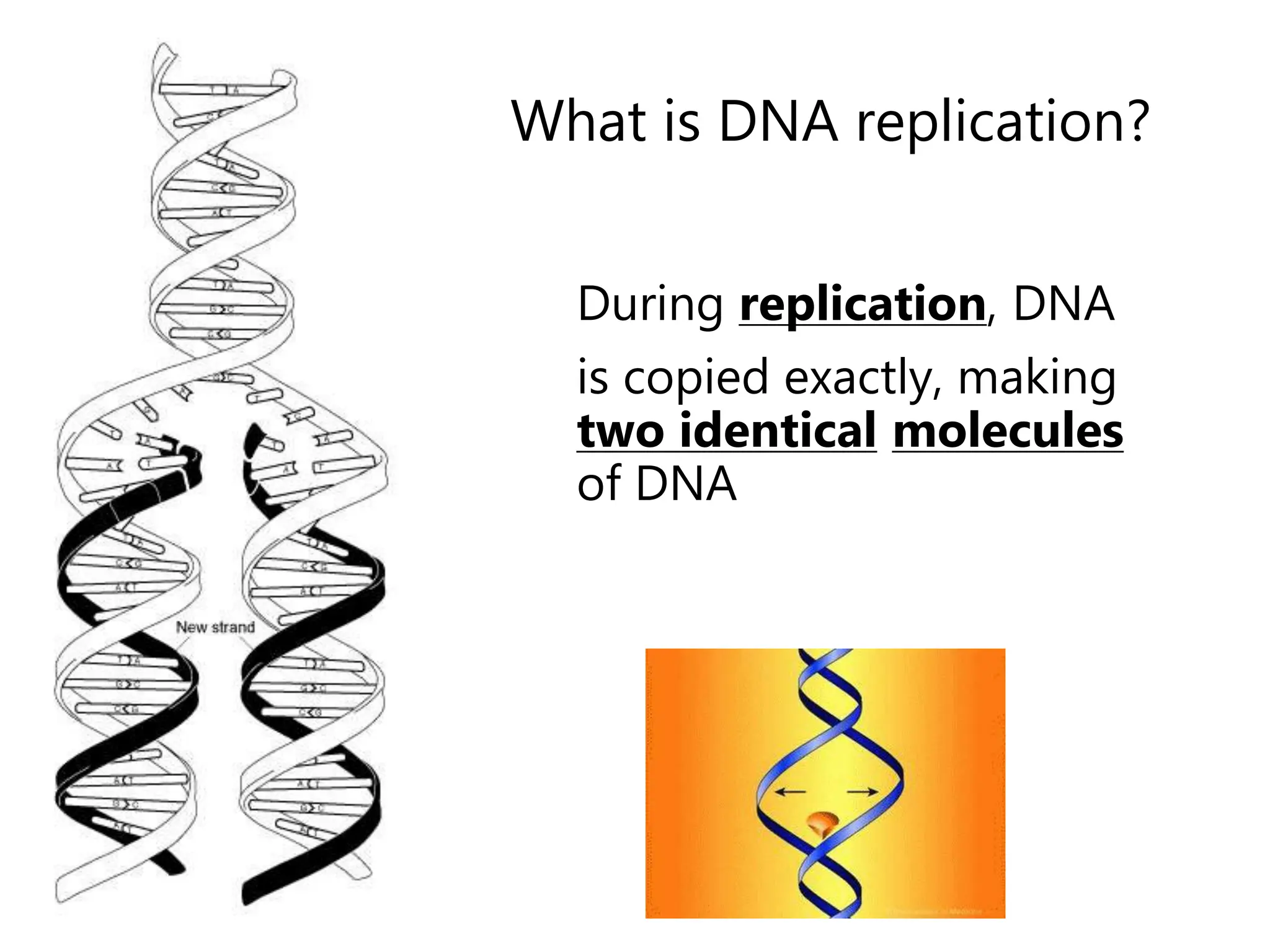 DNA structure and replication molecular biology | PPT