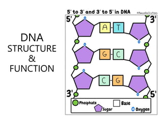 DNA structure and replication molecular biology | PPT