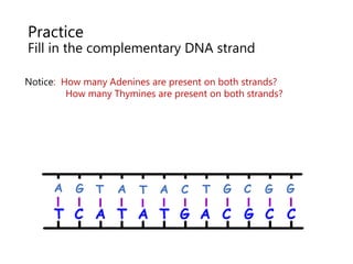 DNA structure and replication molecular biology | PPTX