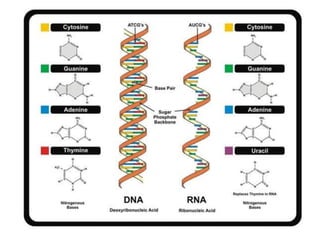 DNA structure and replication molecular biology | PPTX
