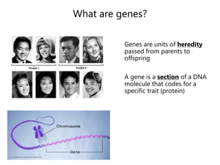 DNA structure and replication molecular biology | PPTX