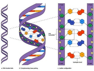 DNA structure and replication molecular biology | PPTX