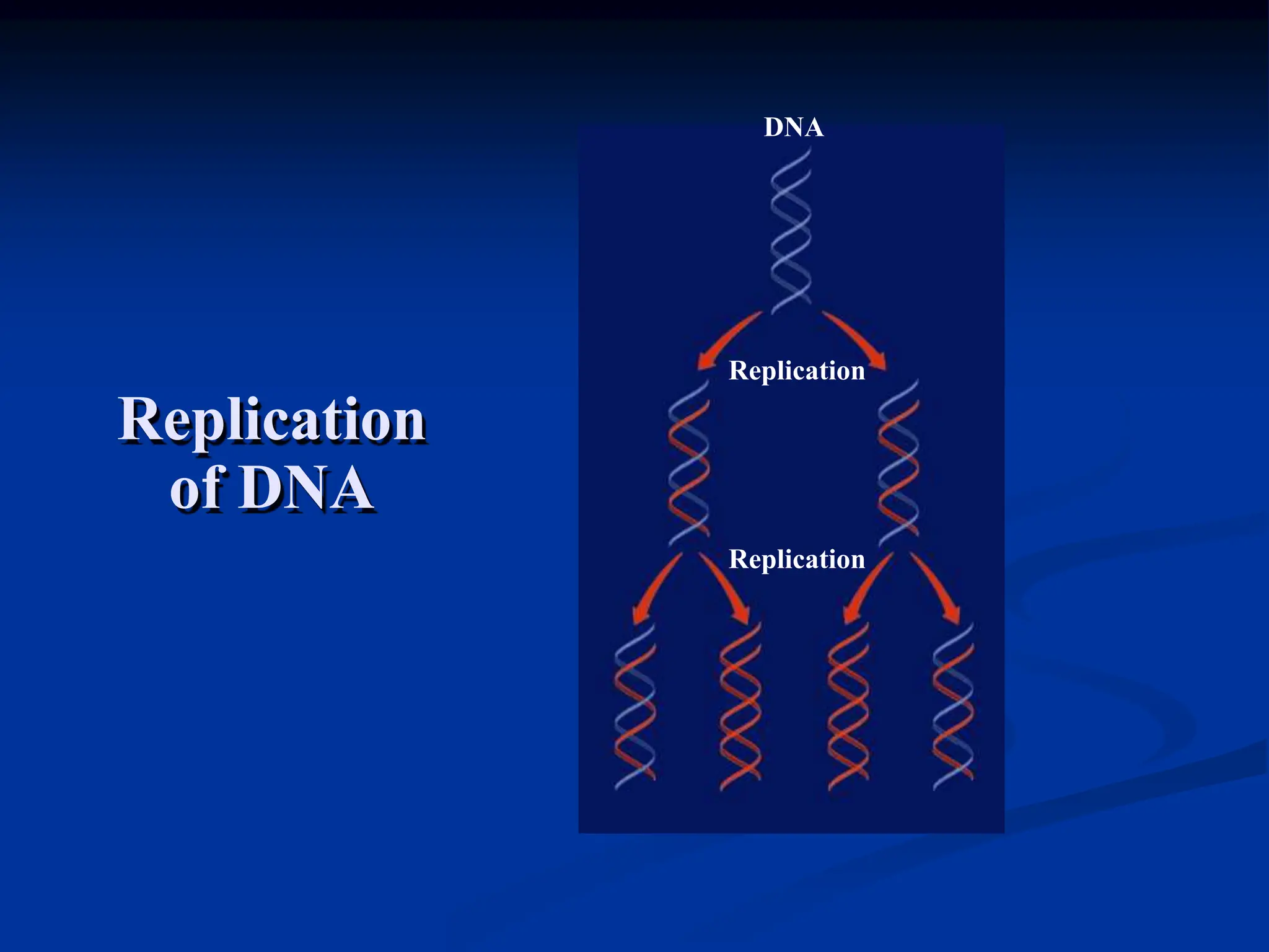DNA Structure and Replication PowerPoint | PPT