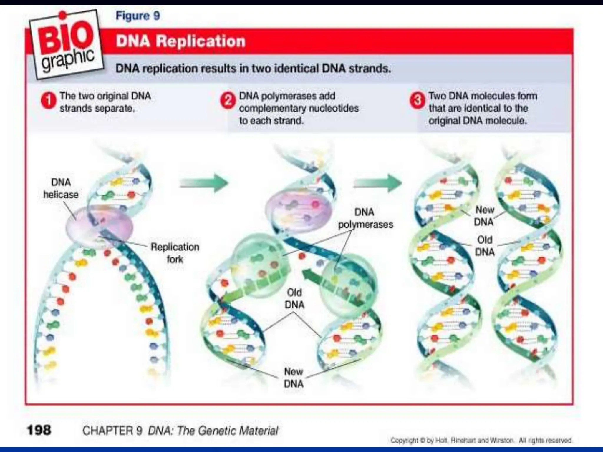 DNA Structure and Replication PowerPoint | PPT