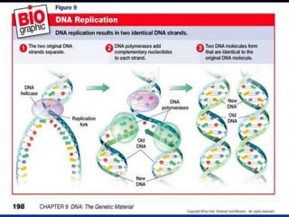 DNA Structure and Replication PowerPoint | PPT