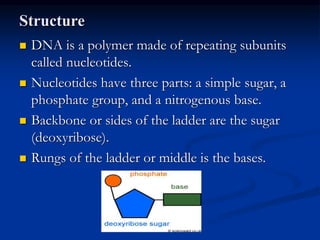 DNA Structure and Replication PowerPoint | PPT