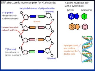 DNA Structure and Replication PowerPoint | PPT