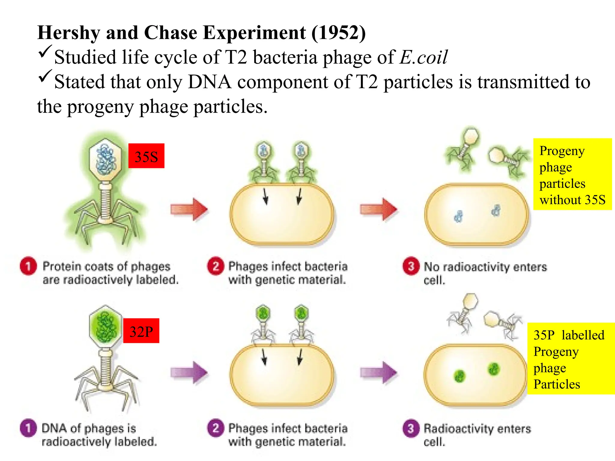 DNA Structure and Replication From Principle Of Genetics | PPT