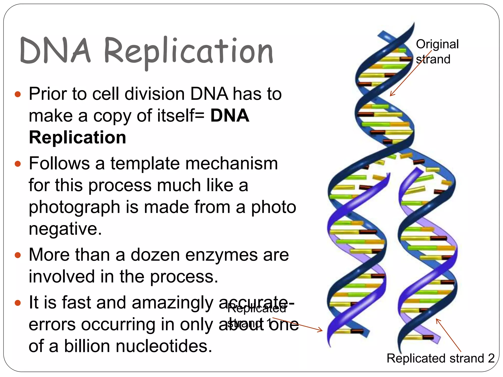 DNA Structure and Replication | PPTX