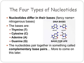 DNA Structure and Replication | PPTX