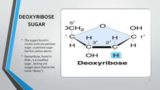 DNA STRUCTURE AND TYPES .pptx