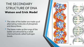 DNA STRUCTURE AND TYPES .pptx