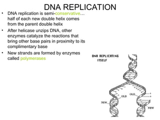 Strucuture of Nucleotide and DNA STRUCTURE basic.ppt