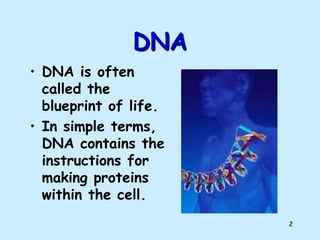 Dna structure & central dogma | PPTX | Biological Sciences | Science