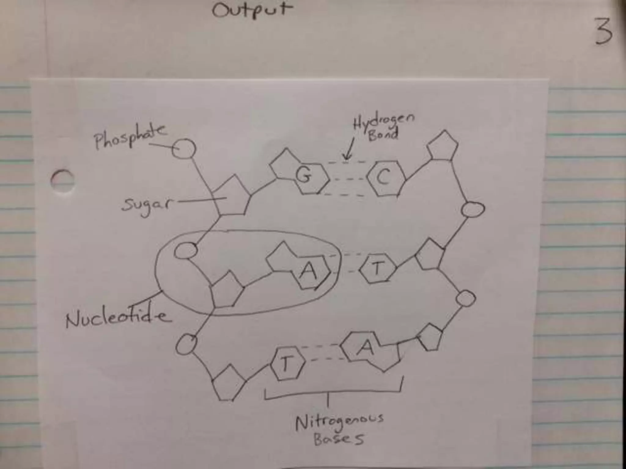 Dna structure drawing | PPT