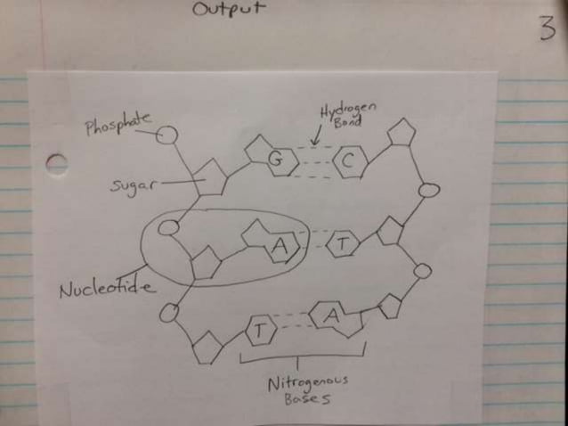 Dna structure drawing | PPTX