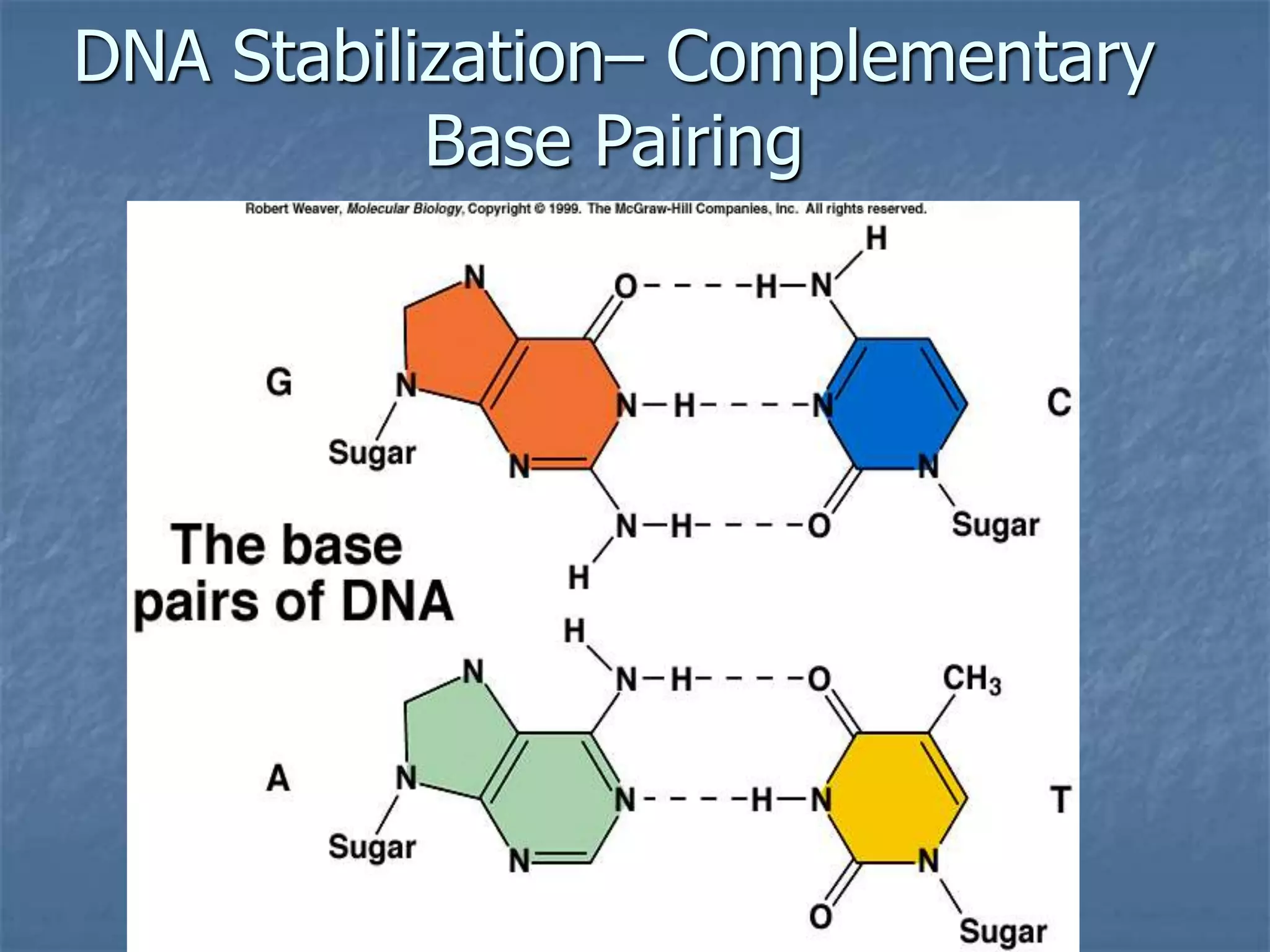 DNA STRUCTURE Lecture.ppt