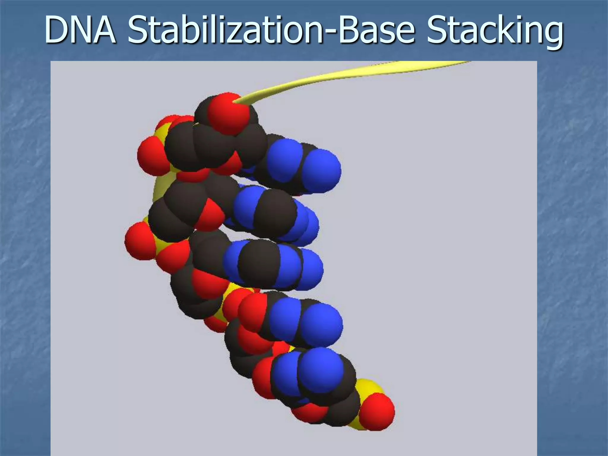 DNA STRUCTURE Lecture.ppt