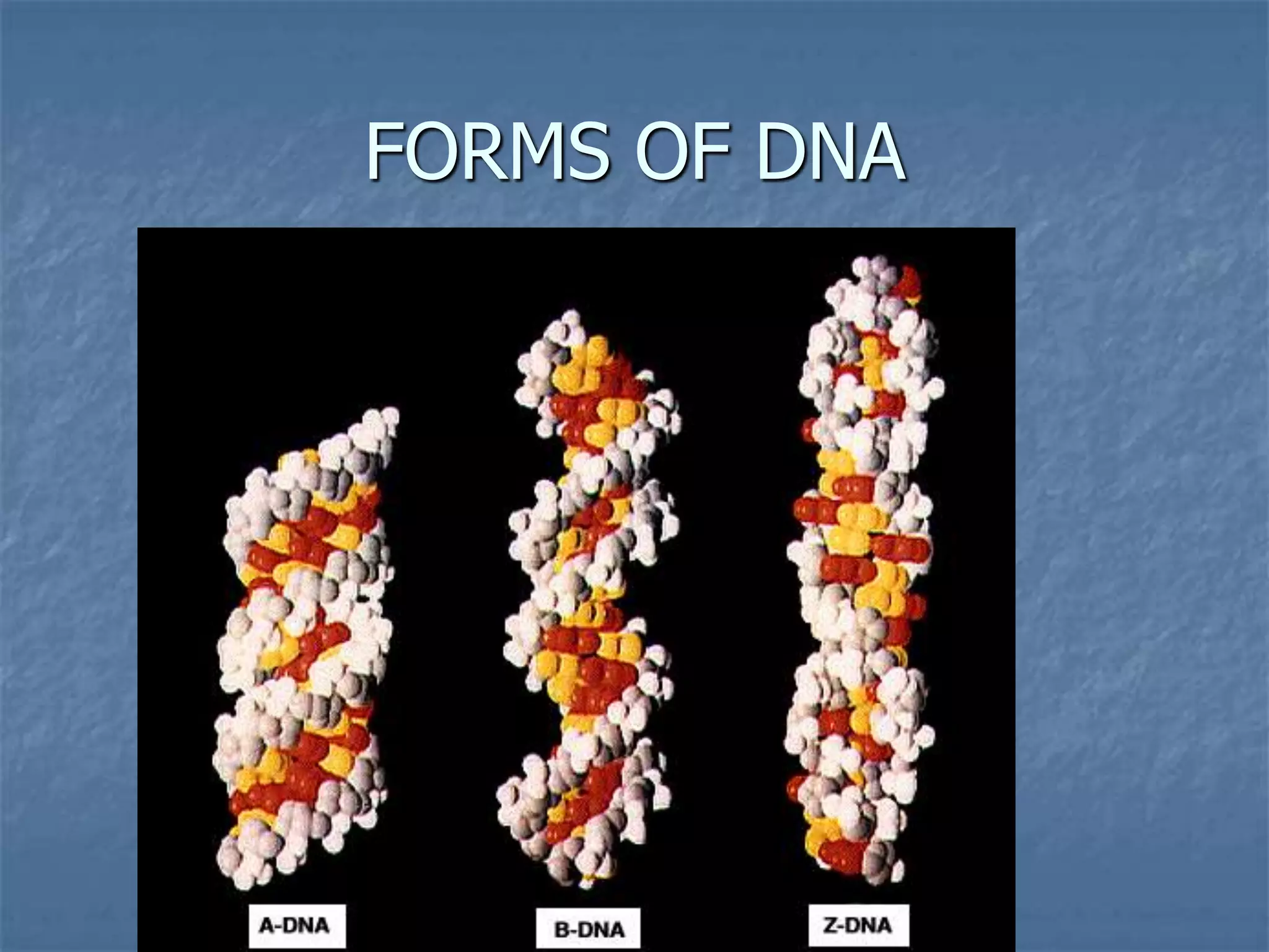 DNA STRUCTURE Lecture.ppt