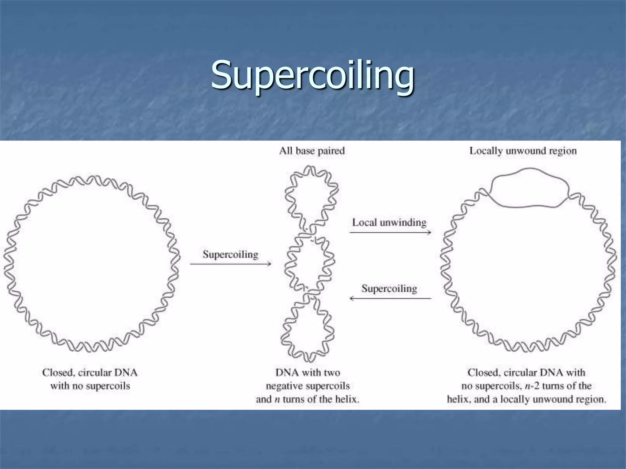 DNA STRUCTURE Lecture.ppt