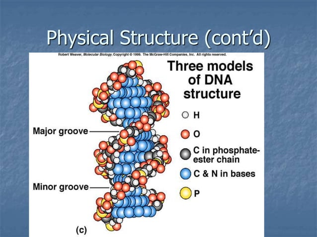 DNA STRUCTURE Lecture.ppt