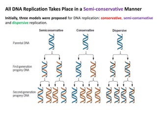 DNA replication.pdf