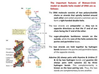 DNA replication.pdf