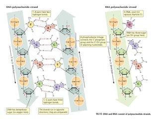 Polynucleotide Strand