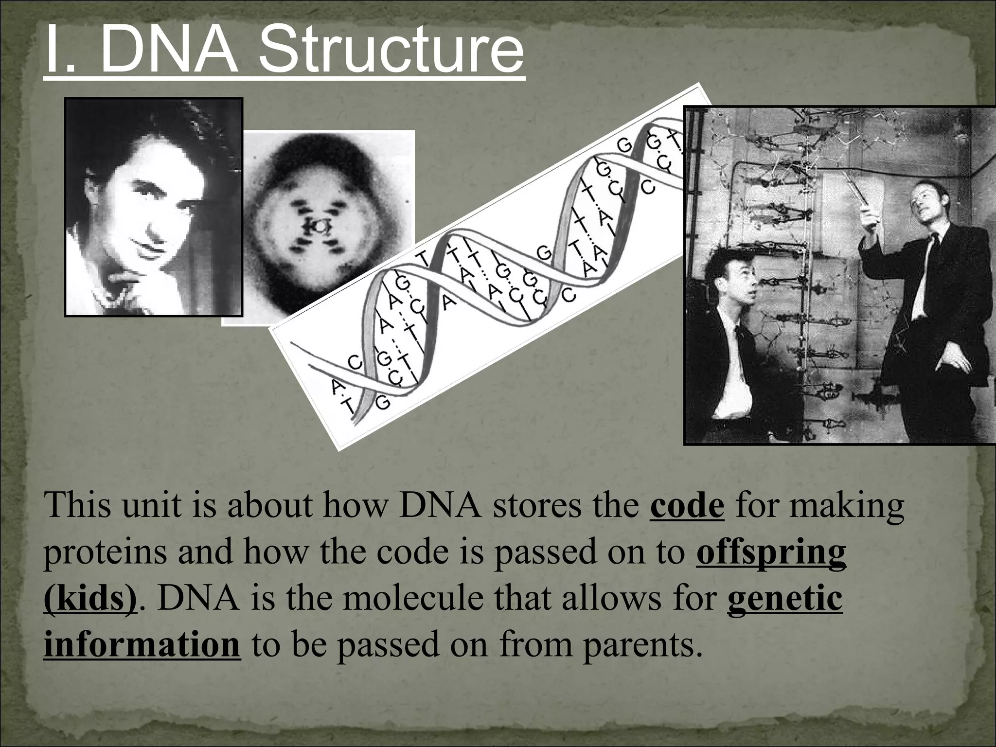 Dna structure notes | PPT