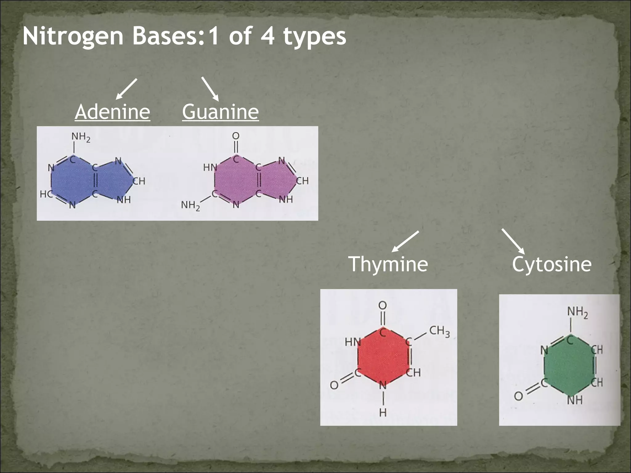 Dna structure notes | PPT