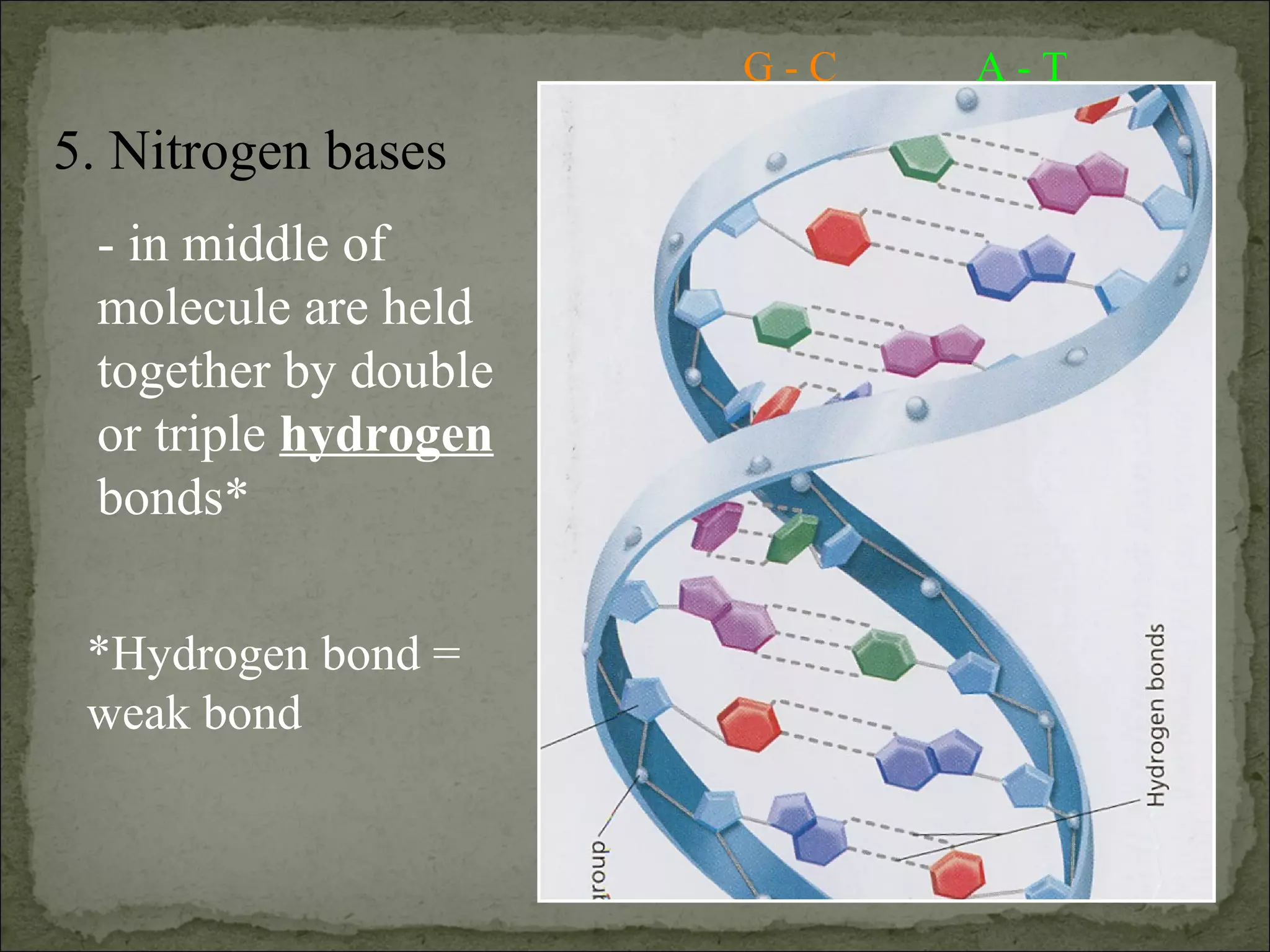 Dna structure notes | PPT
