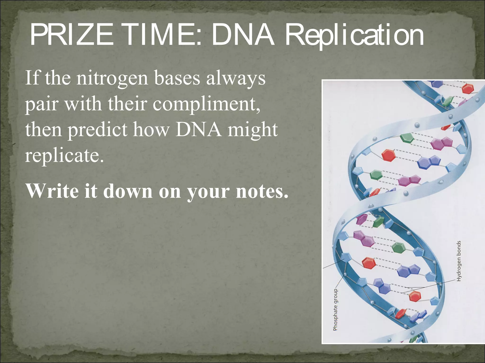 Dna structure notes | PPT