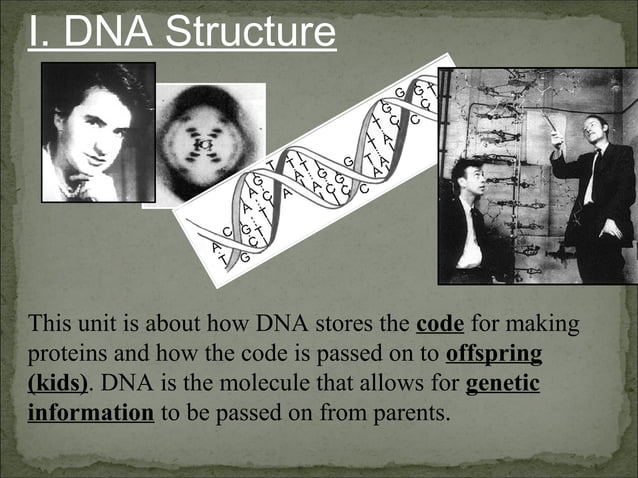 Dna structure notes | PPT