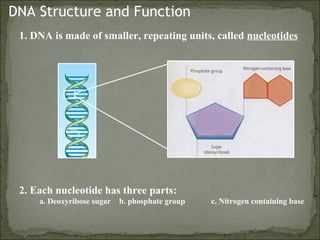 Dna structure notes | PPT
