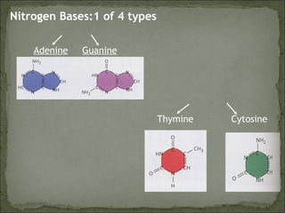 Dna structure notes | PPT