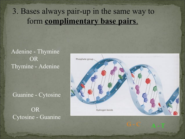 Dna structure notes | PPT
