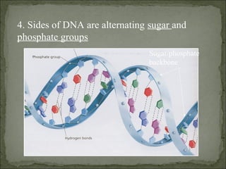 Dna structure notes | PPT