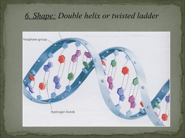 Dna Structure Notes Ppt