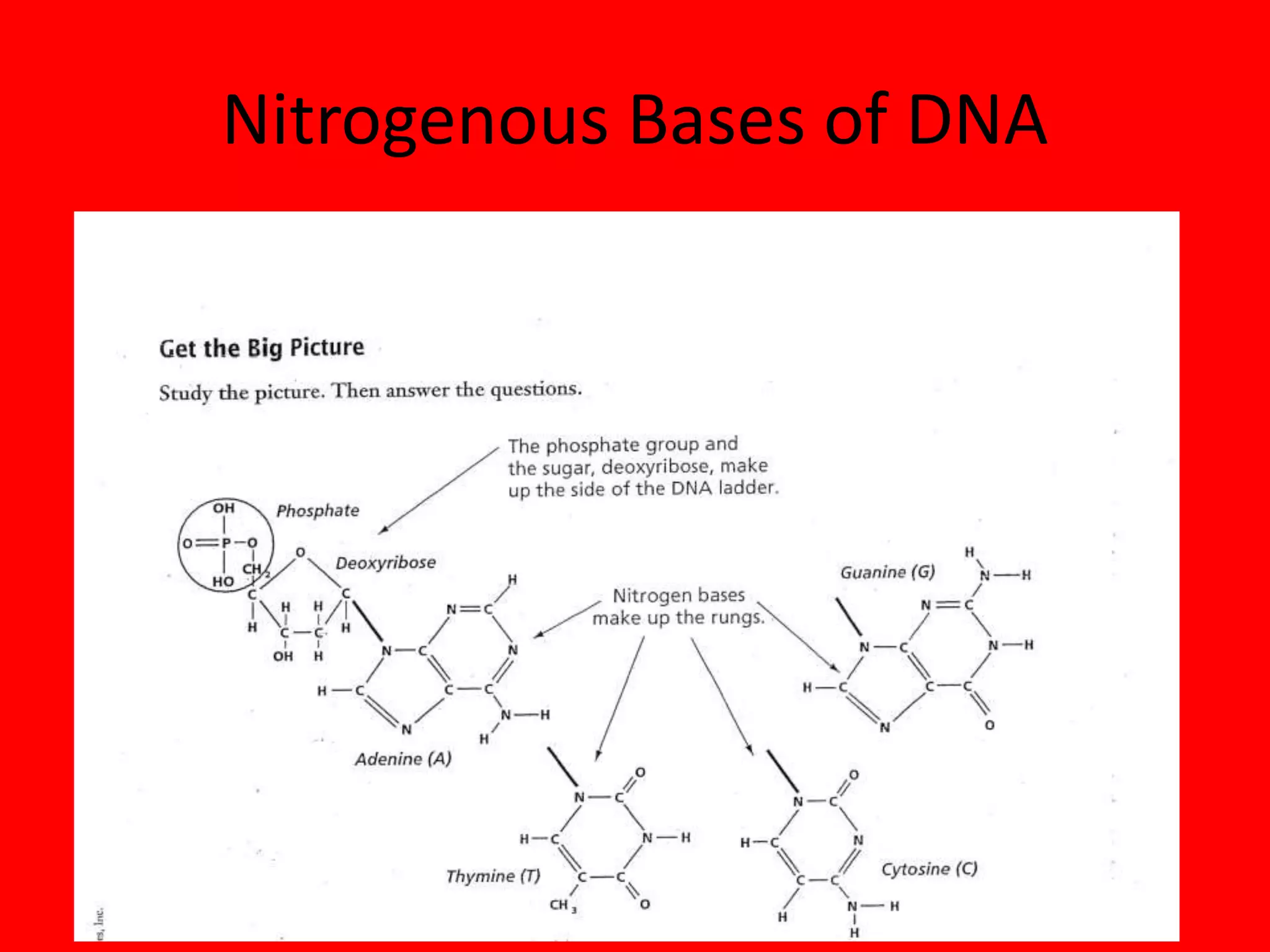 Dna structure notes | PPT