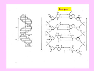 Dna structure notes | PPTX