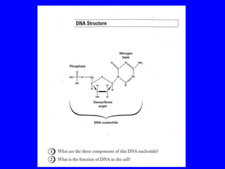 Dna structure notes | PPTX
