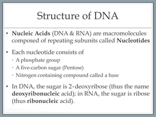 Dna Structure Replication Pdf