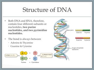 Dna Structure Replication Pdf