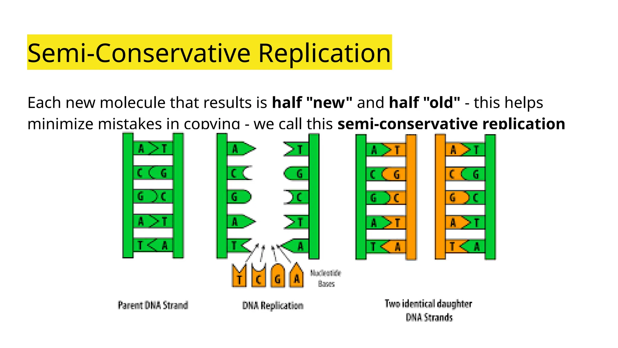 High School Biology DNA Structure & Replication Notes.pptx
