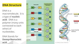 High School Biology DNA Structure & Replication Notes.pptx