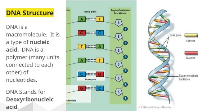 High School Biology DNA Structure & Replication Notes.pptx