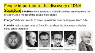 High School Biology DNA Structure & Replication Notes.pptx